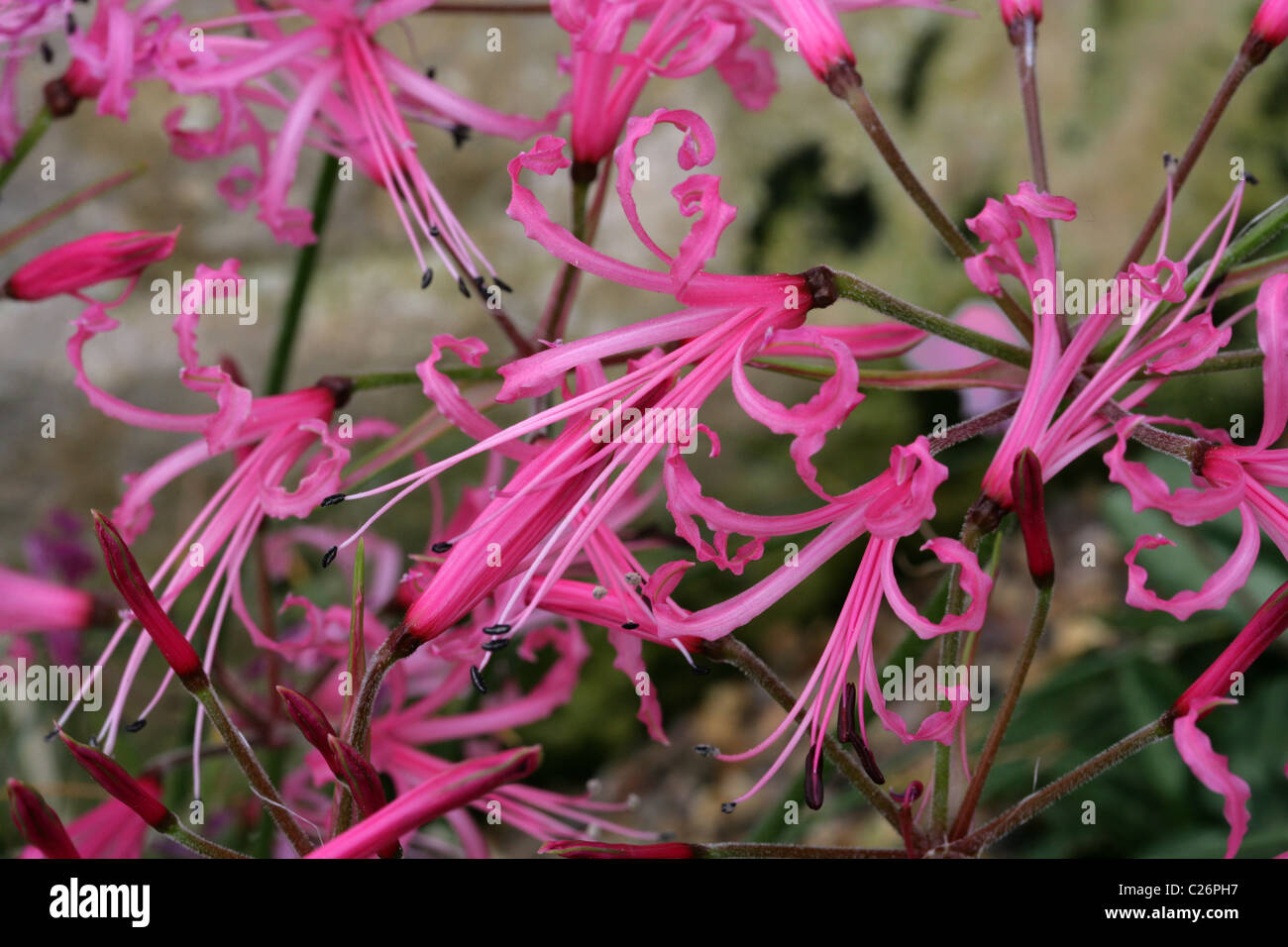 Nerine bulbs hi-res stock photography and images - Alamy