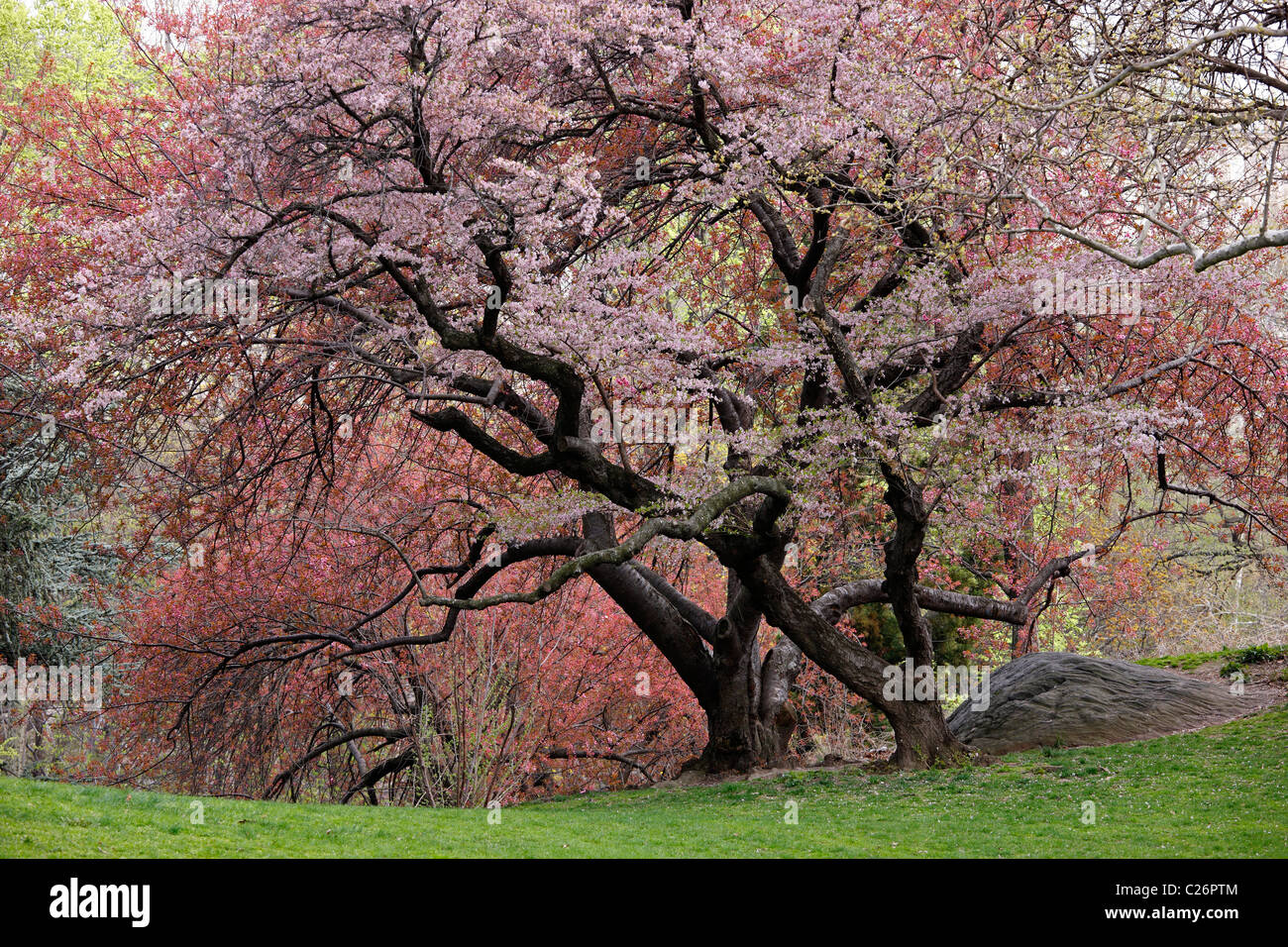 Rock cherry tree in spring hi-res stock photography and images - Alamy