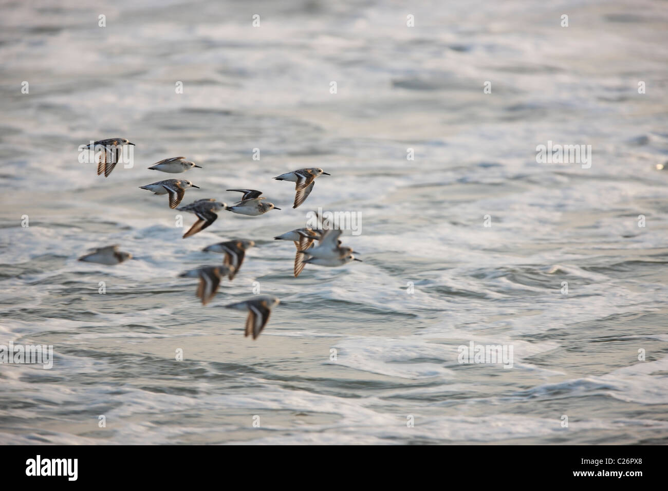 Sanderling (Calidris alba), flock in molt to breeding plumage in flight ...