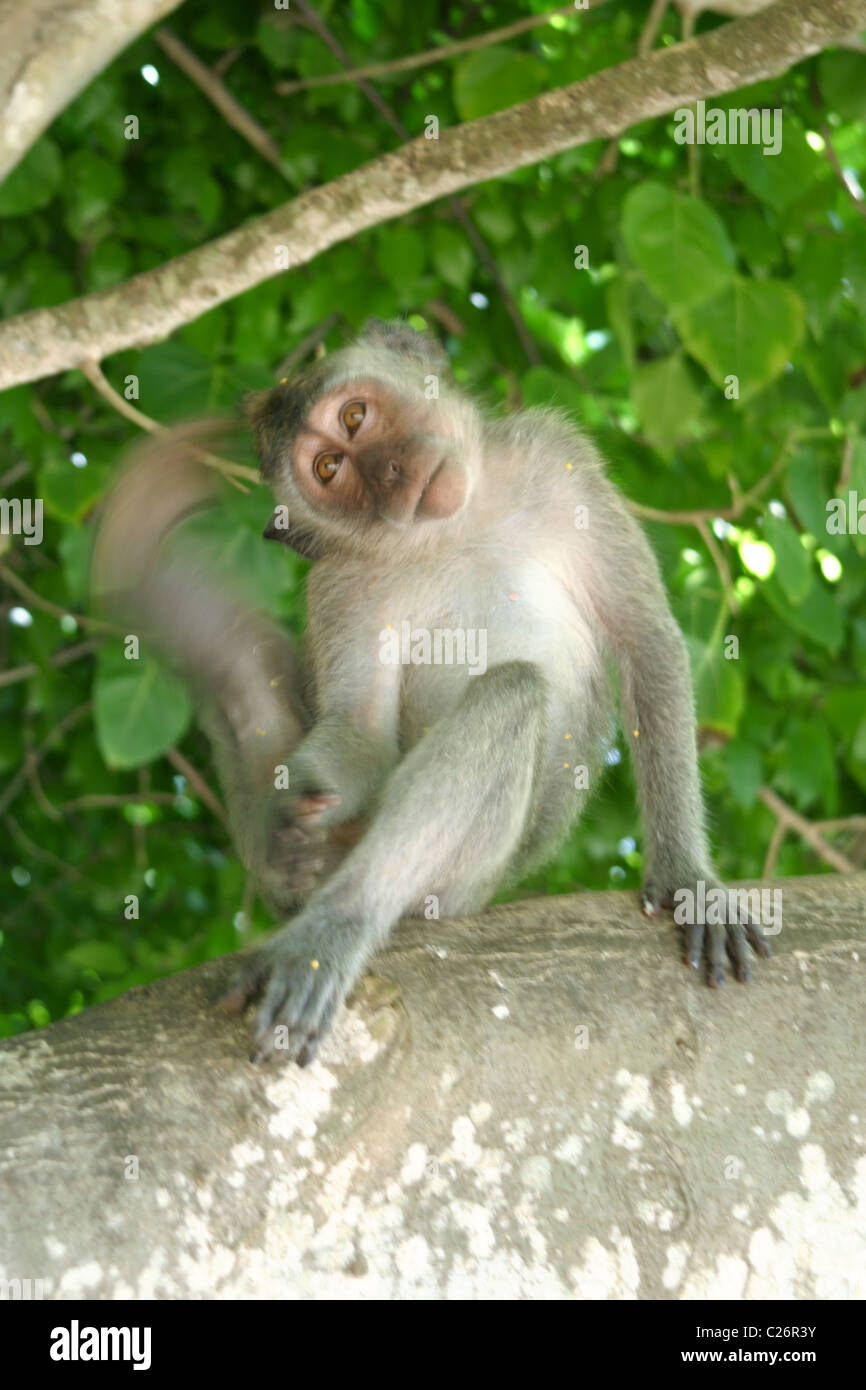 Long-tailed macaque monkey scratching his head Stock Photo - Alamy
