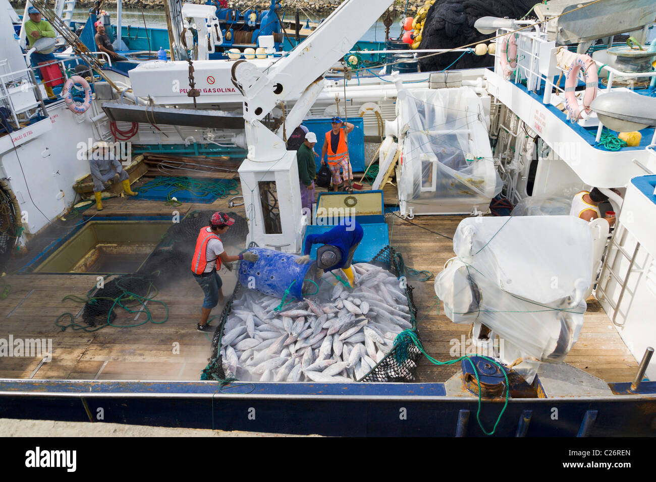Tuna being unloaded from fishing boat, Manta, Ecuador Stock Photo - Alamy