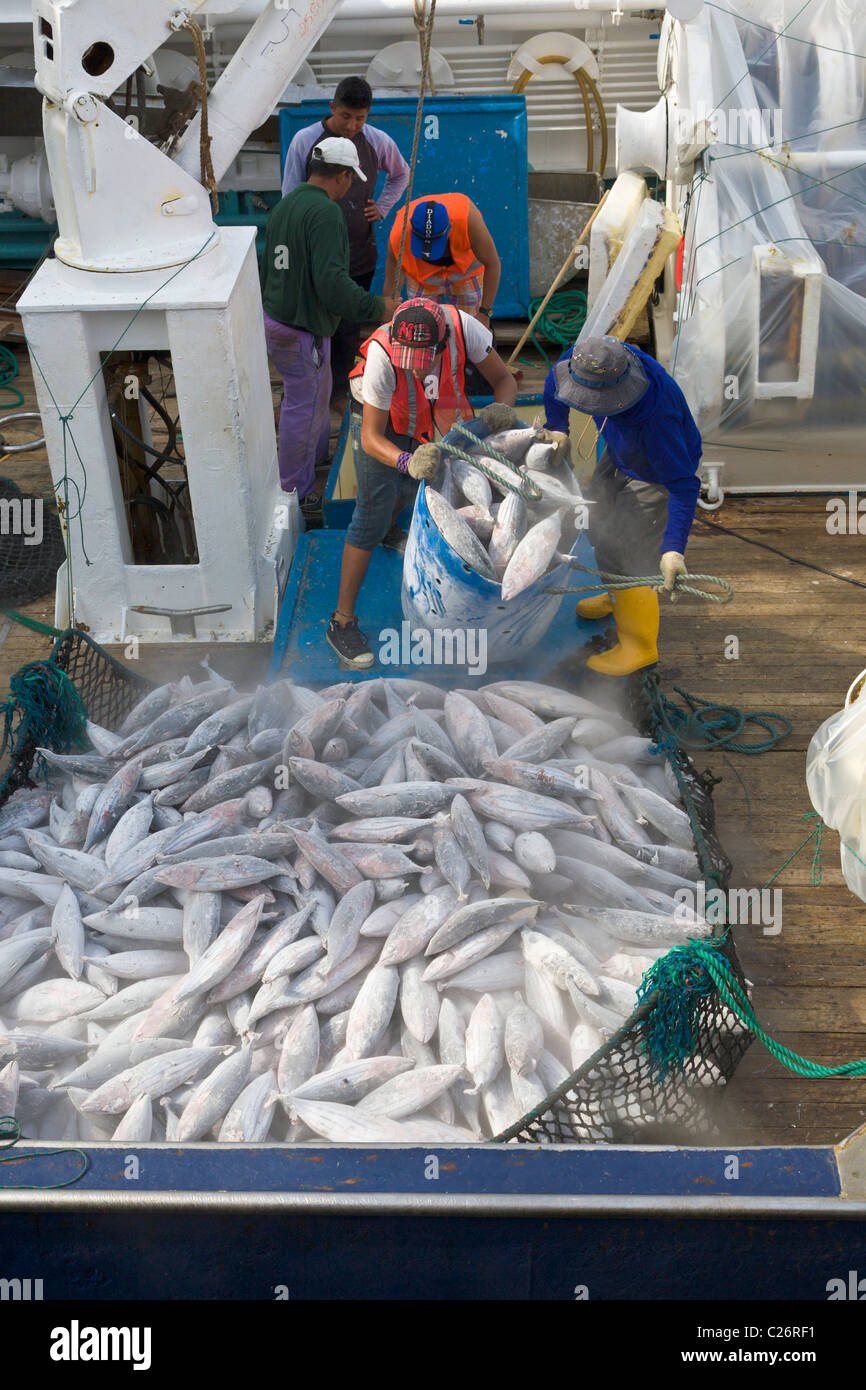 Tuna being unloaded from fishing boat, Manta, Ecuador Stock Photo - Alamy