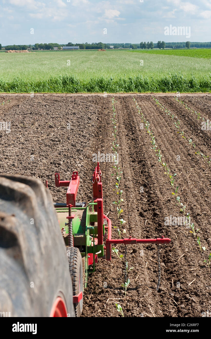 Agriculture landscape with tractor planting vegetable plants Stock ...