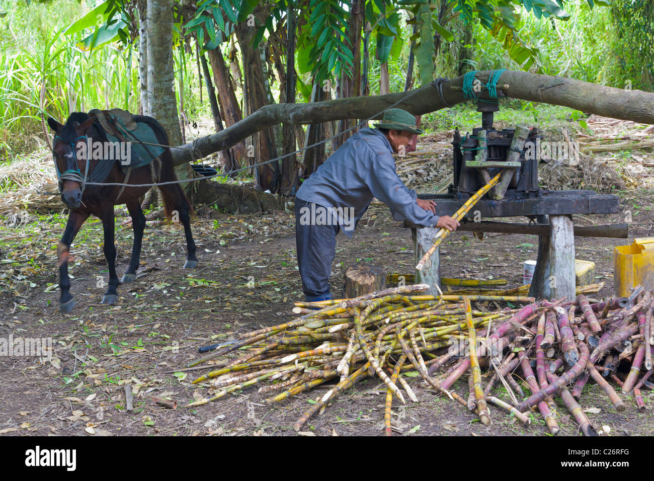 Crushing sugarcane, Pacoche Cloud Forest, Manta, Ecuador Stock Photo ...