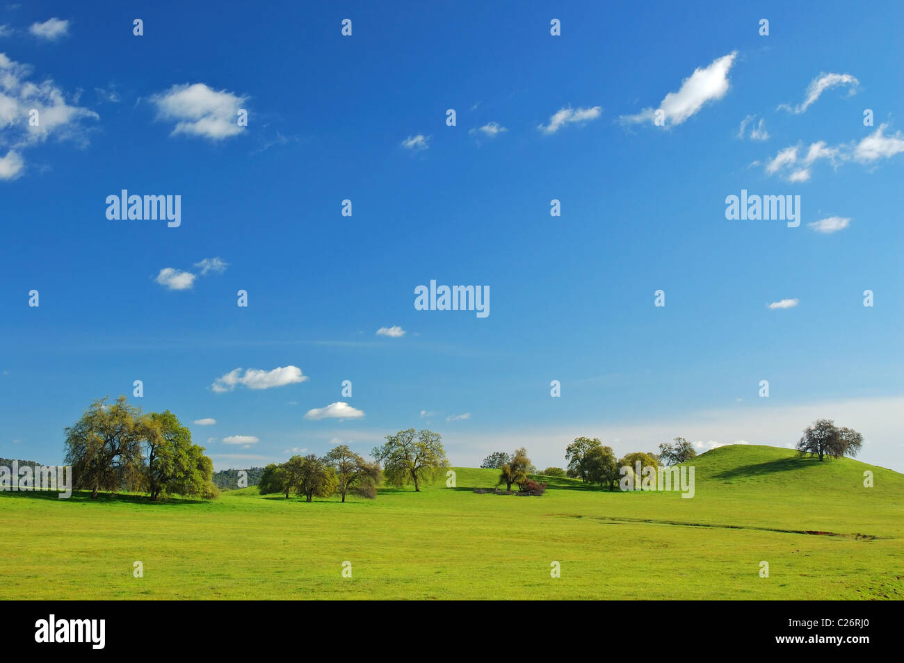 springtime meadow and trees Stock Photo - Alamy