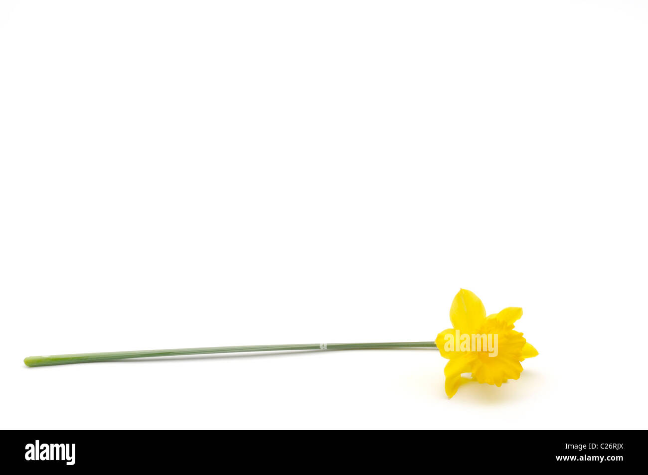 one daffodil on white background laying sideways Stock Photo - Alamy