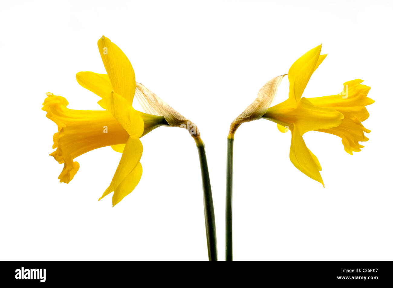 two daffodils facing outward Stock Photo - Alamy
