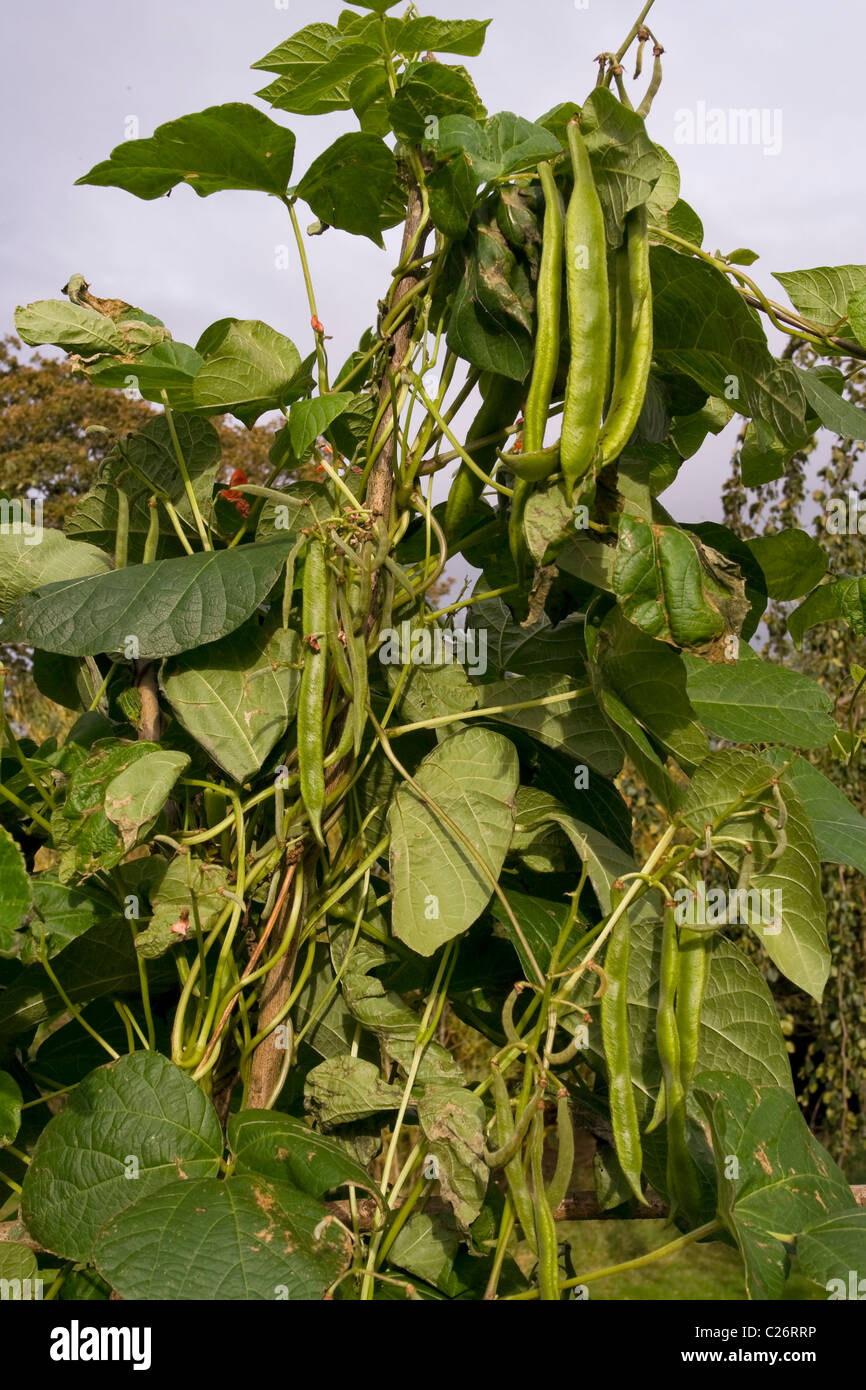 Runner beans growing outdoors Stock Photo - Alamy
