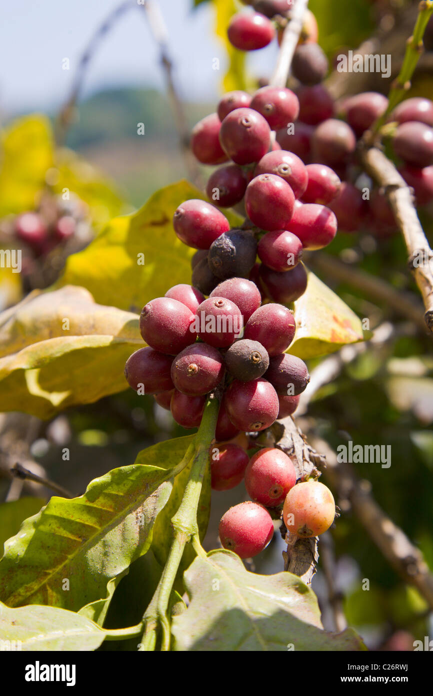 Coffee bush hi-res stock photography and images - Alamy