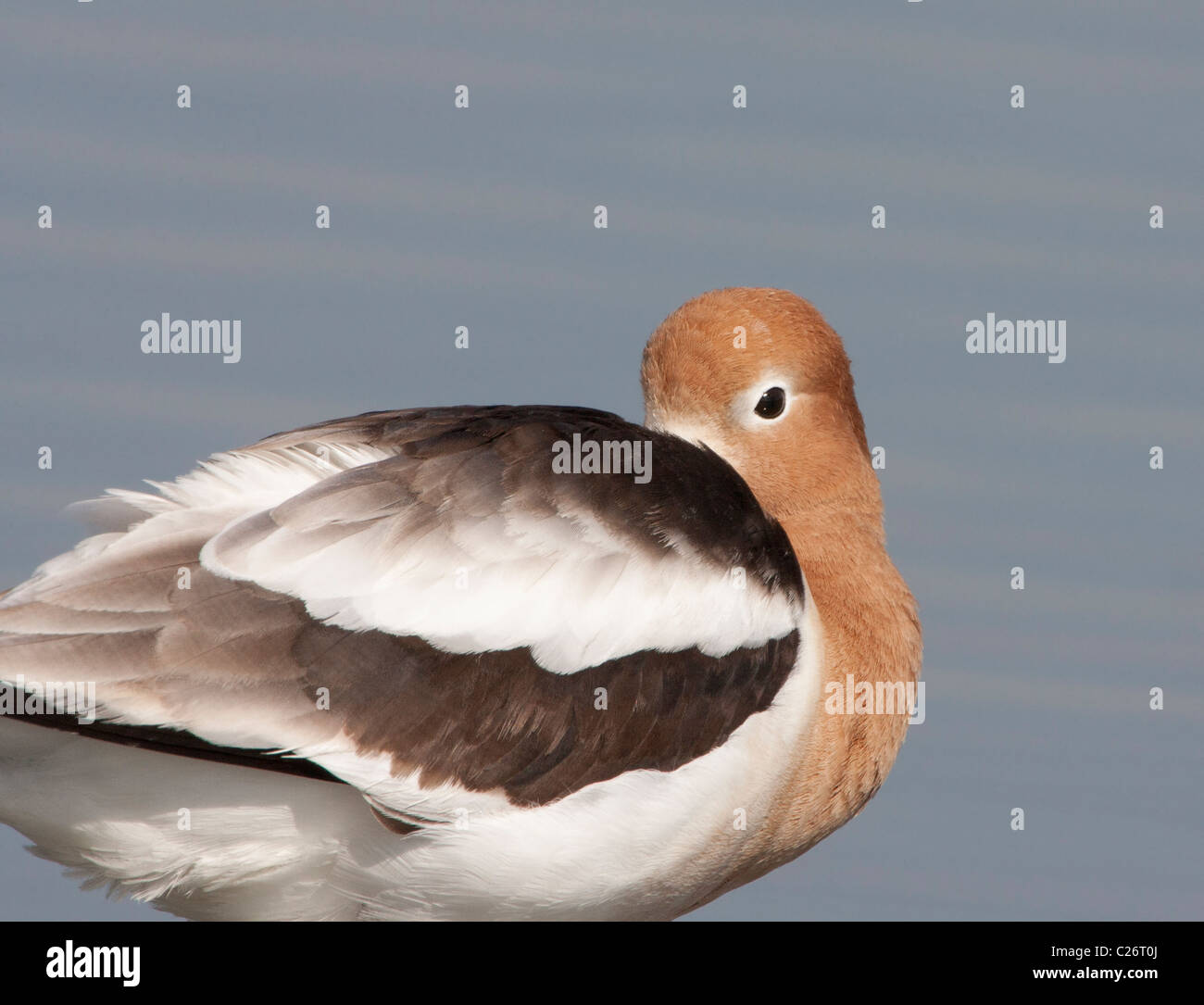 Avocet portrait hi-res stock photography and images - Alamy