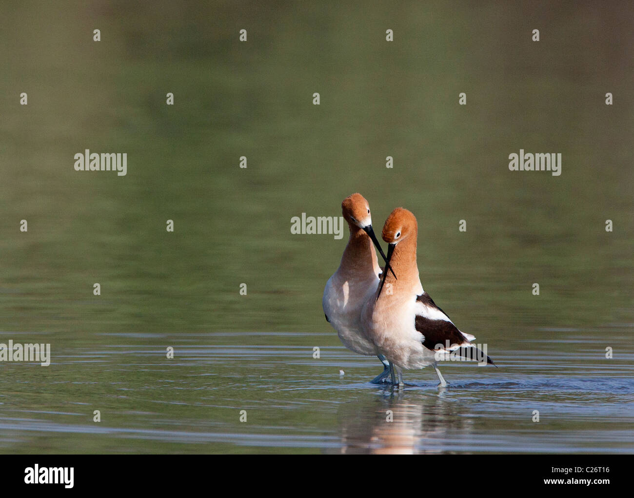 American avocets crossing bills after mating hi-res stock photography ...