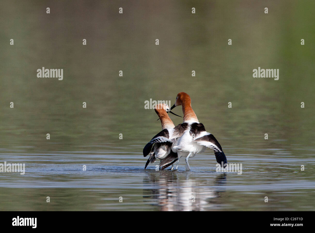 Mating ritual hi-res stock photography and images - Alamy