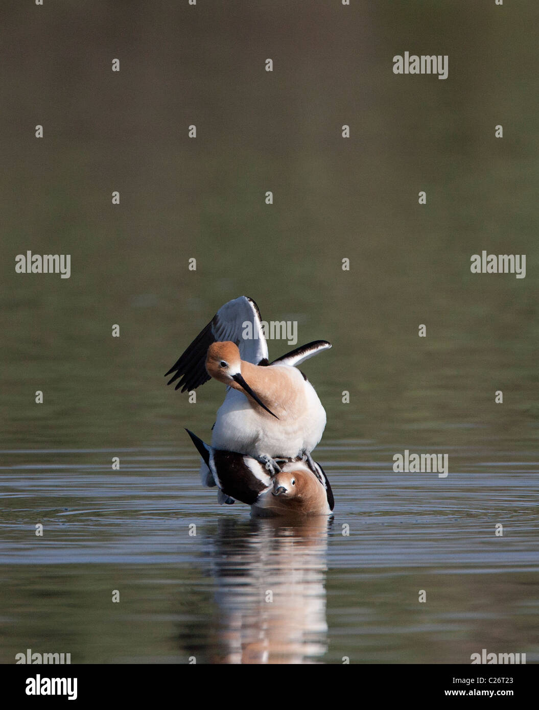 American Avocets Mating Stock Photo - Alamy