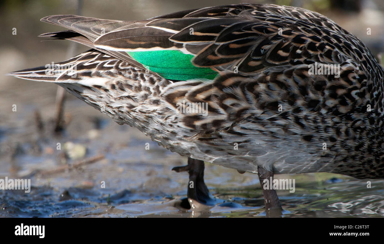 Teal Detail High Resolution Stock Photography and Images - Alamy