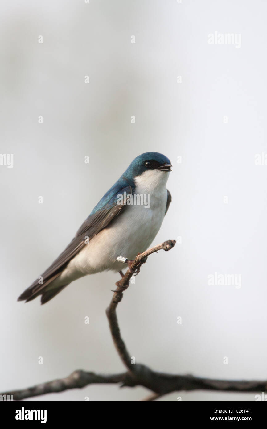Tree swallow hi-res stock photography and images - Alamy