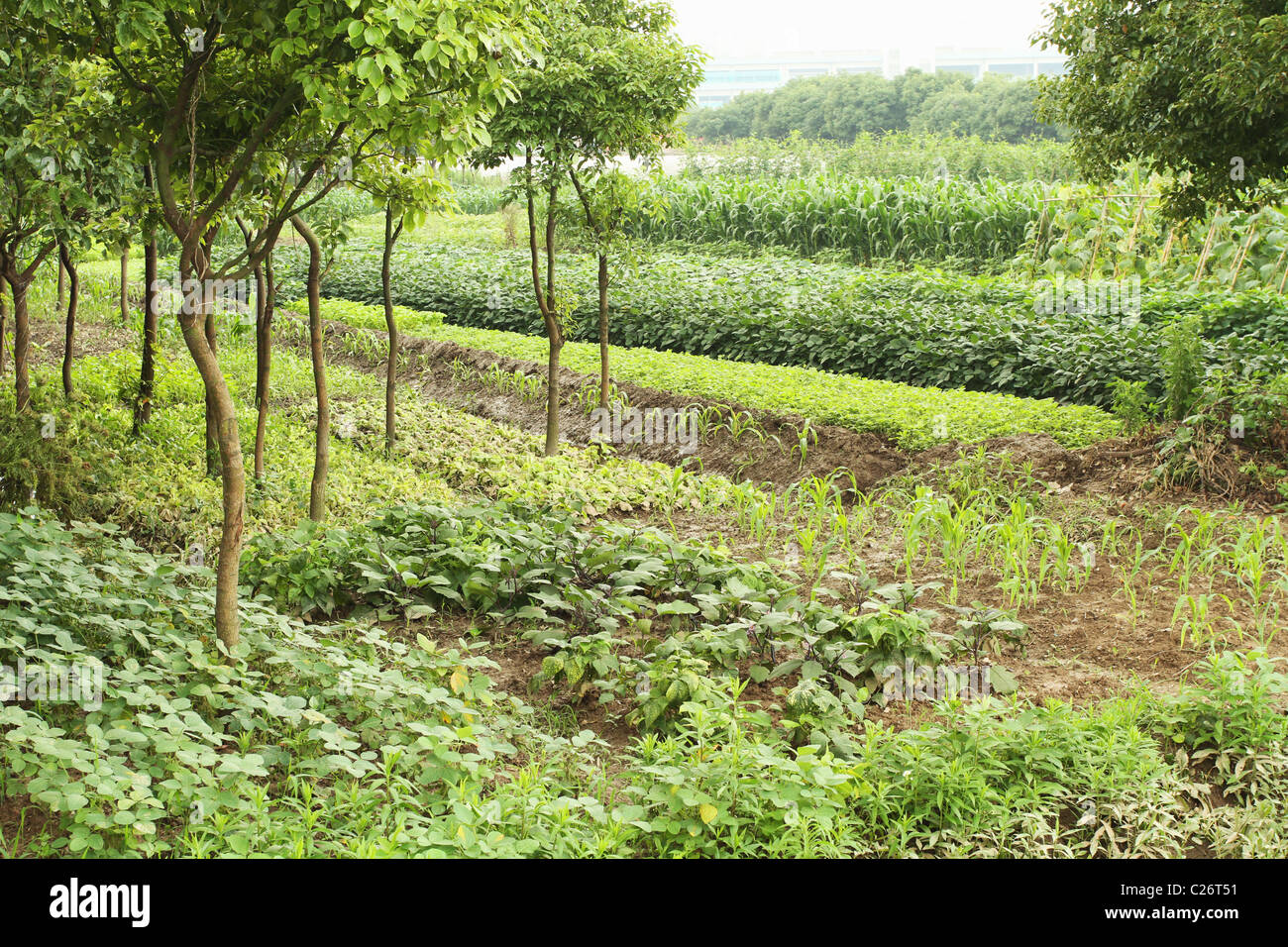 Farm and Vegatable Fields. Pudong, Shanghai, China Stock Photo - Alamy