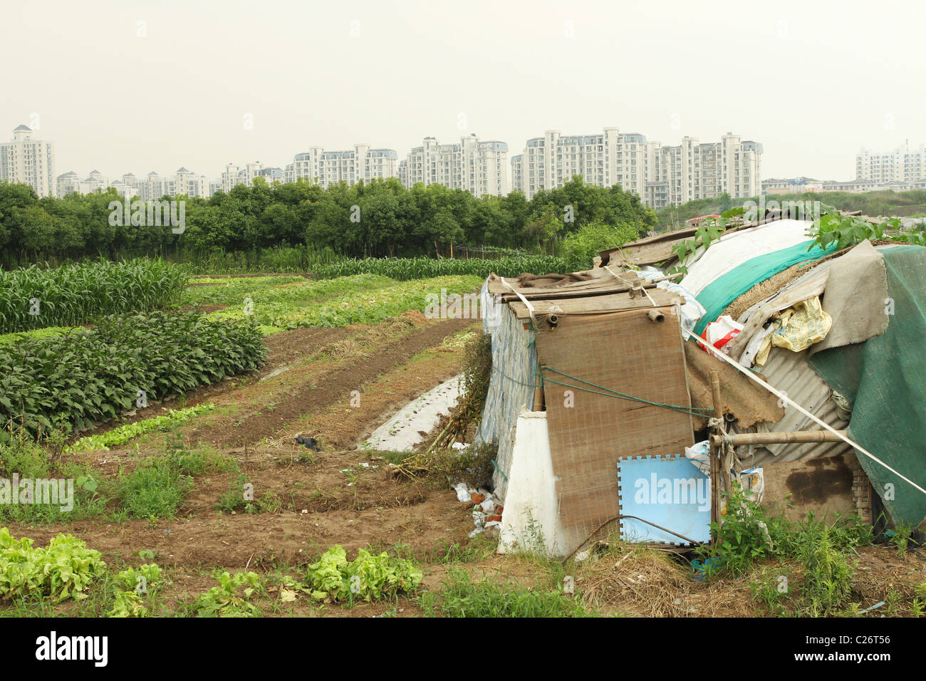 Farm and Vegatable Fields. Pudong, Shanghai, China. Farmers house in ...