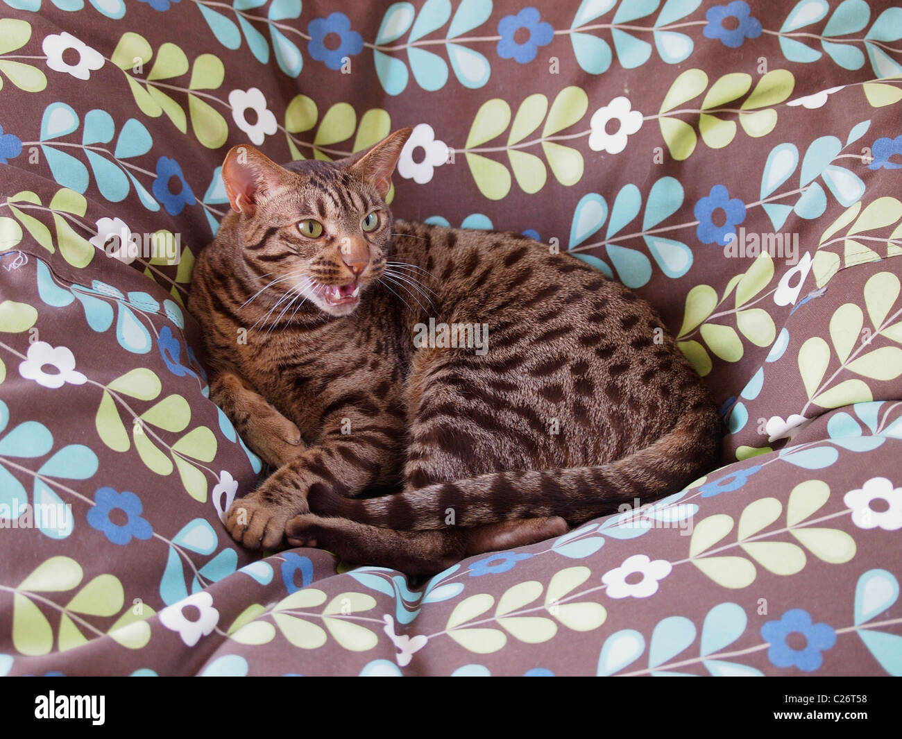 Meow High Resolution Stock Photography and Images - Alamy