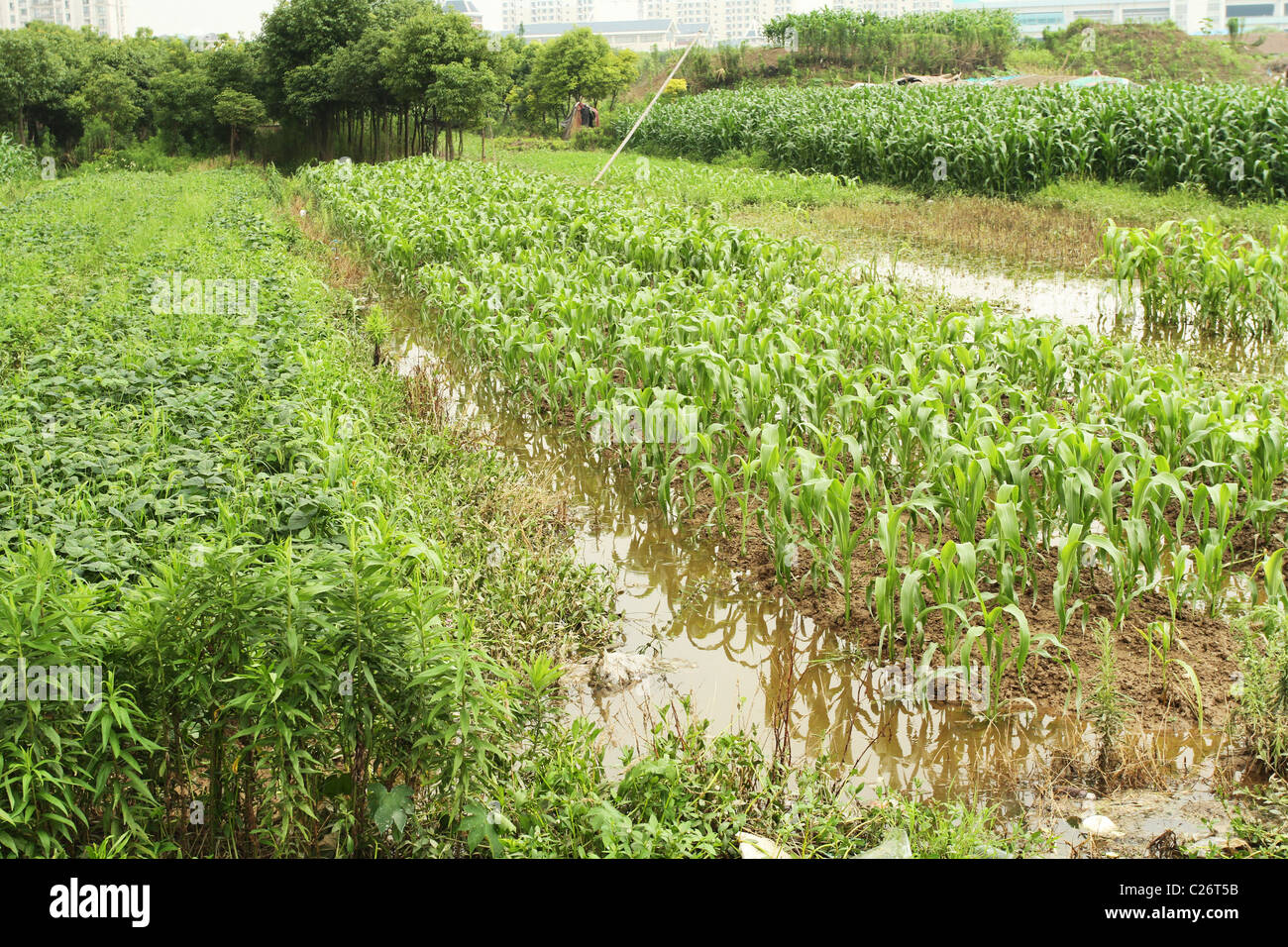 Farm and Vegetable Fields. Pudong, Shanghai, China Stock Photo - Alamy