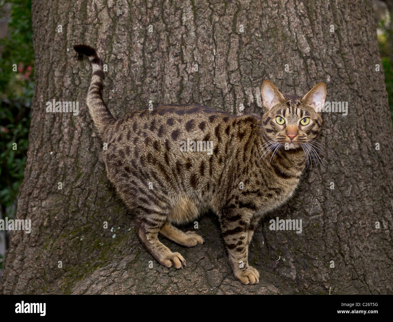 Ocicat hi-res stock photography and images - Alamy