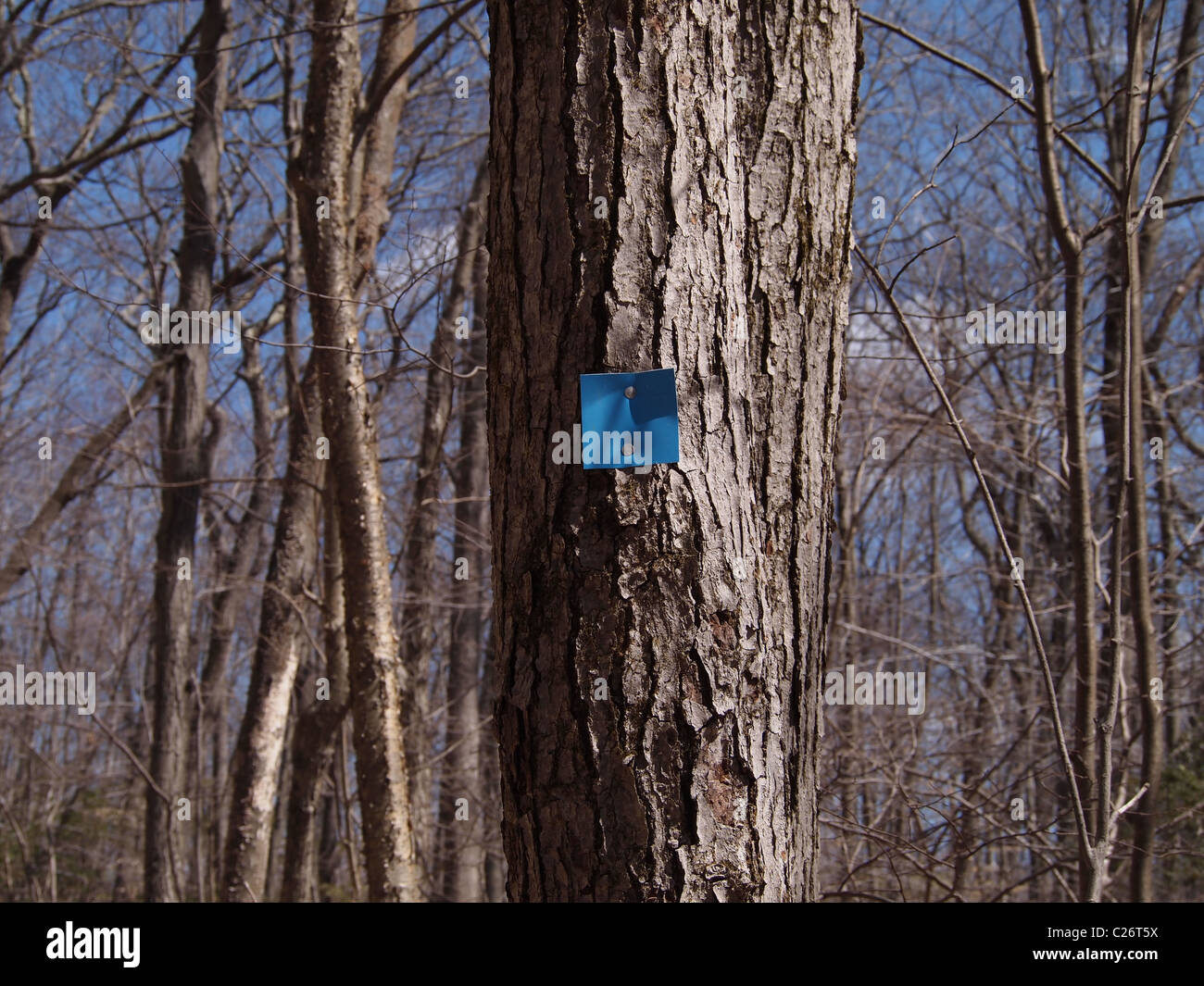 Trail marker nailed to tree to guide hikers through a nature preserve ...