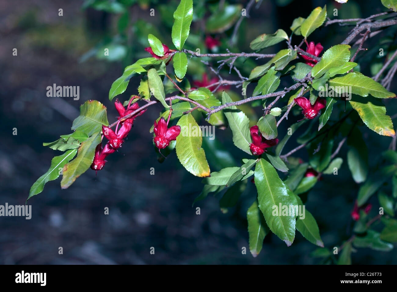 Carnival Bush / Mickey Mouse plant- Ochna serrulata syn.Ochna ...