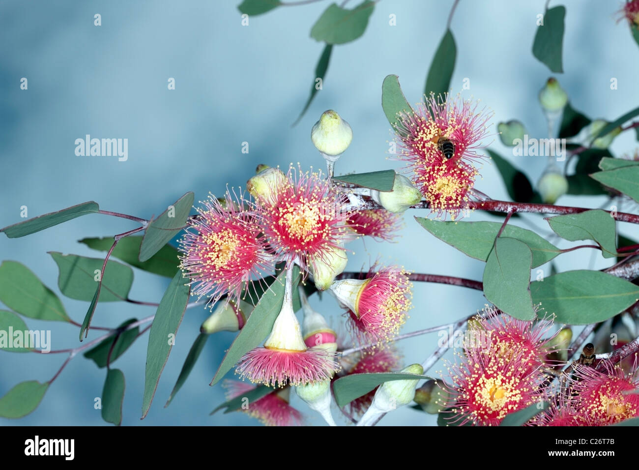 Silver princess flower hi-res stock photography and images - Alamy