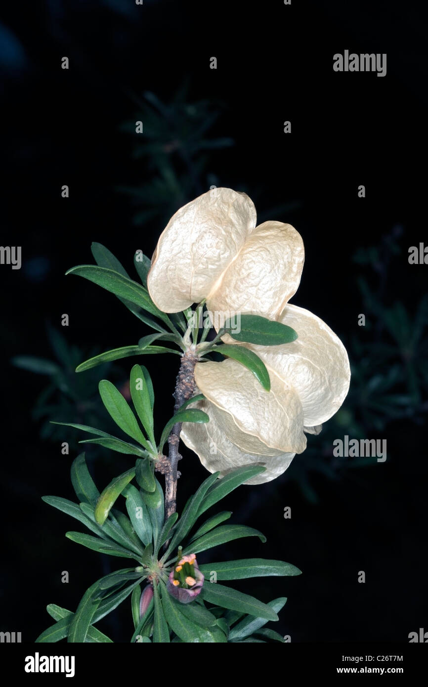 South African Chinese Lantern flower- Nymania capensis- Family ...