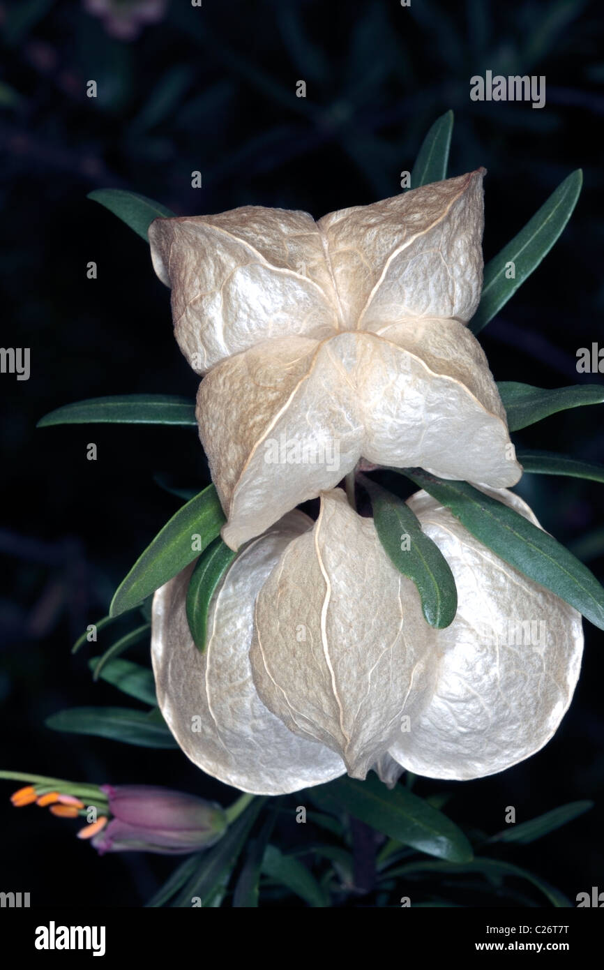 South African Chinese Lantern flower- Nymania capensis- Family ...