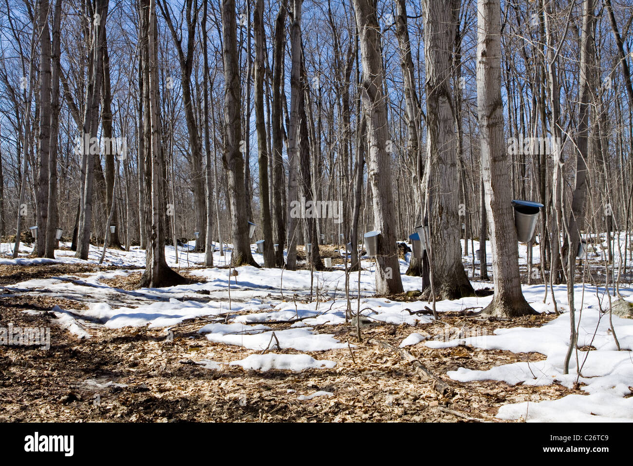 Buckets collecting sap from maple trees for production of maple syrup ...