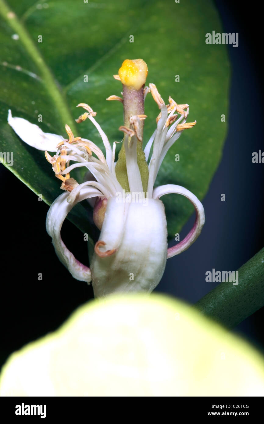 Tiliaceae family hi-res stock photography and images - Alamy