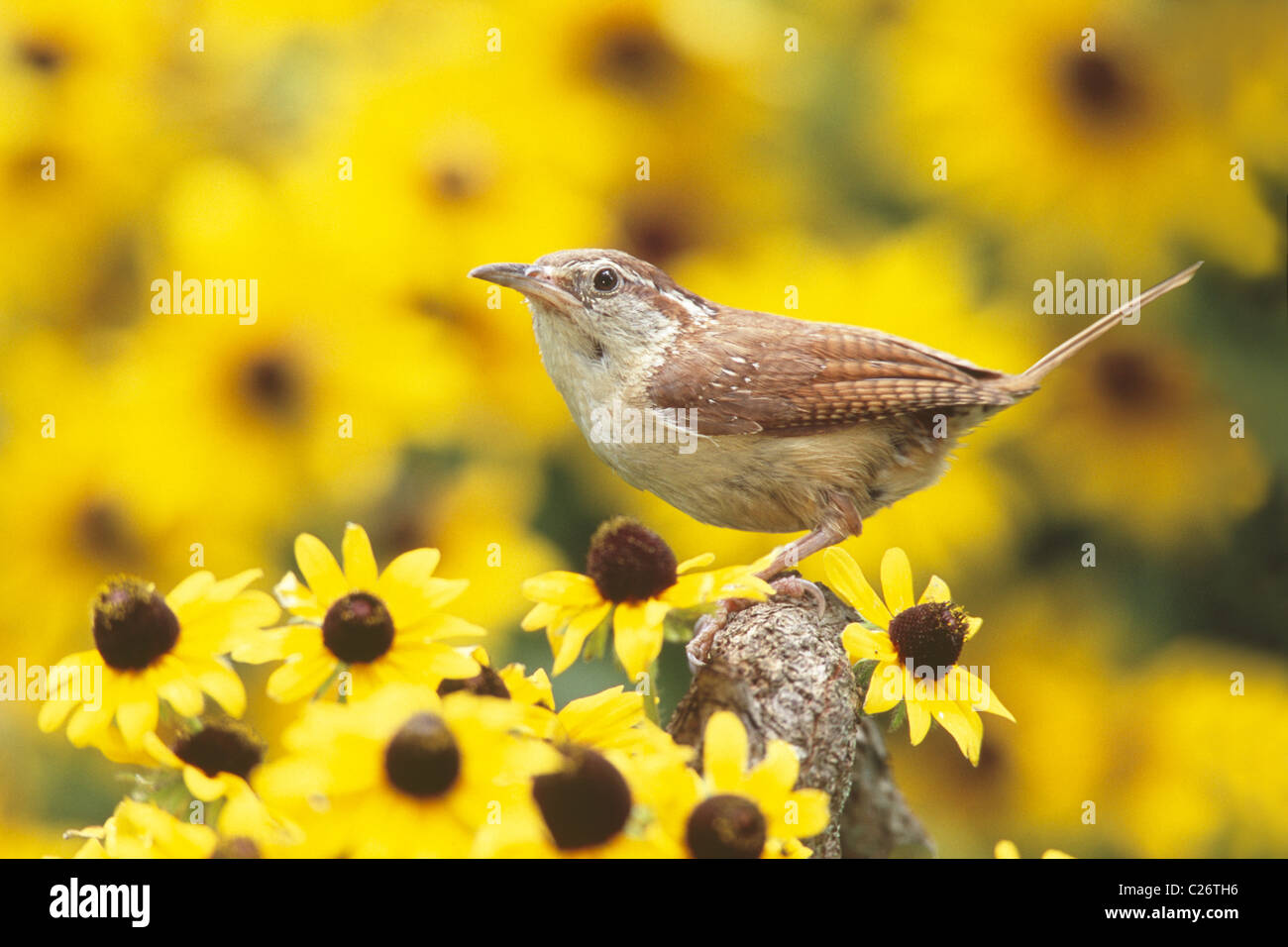Wren bird flowers hi-res stock photography and images - Alamy
