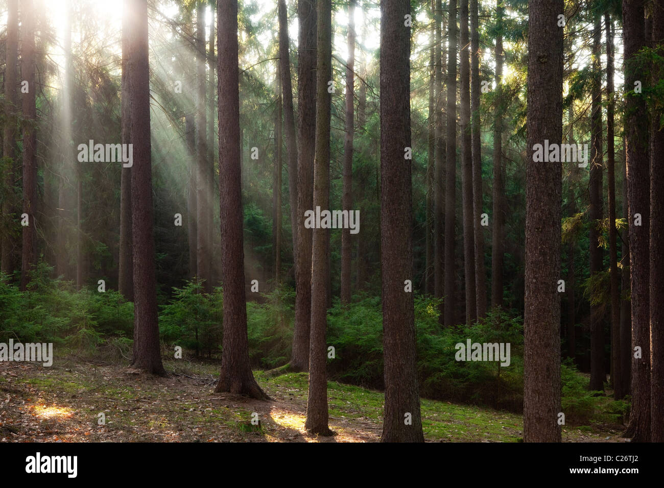 Sunrays forest hi-res stock photography and images - Alamy