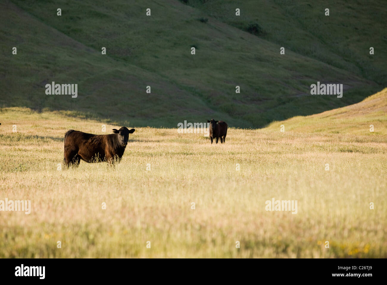 Free range cattle grazing in field - California USA Stock Photo - Alamy