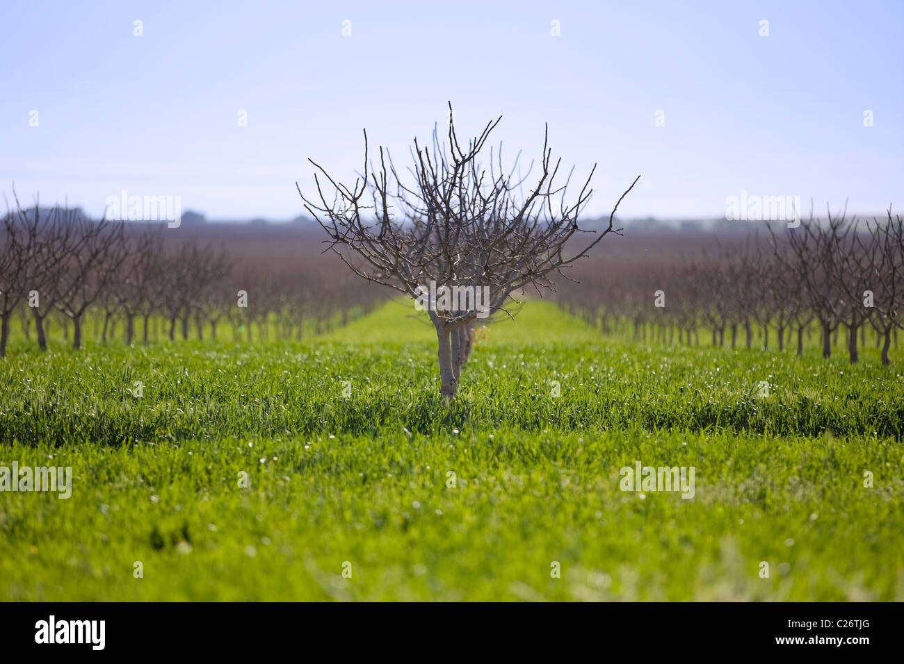 Peach Orchard High Resolution Stock Photography and Images - Alamy