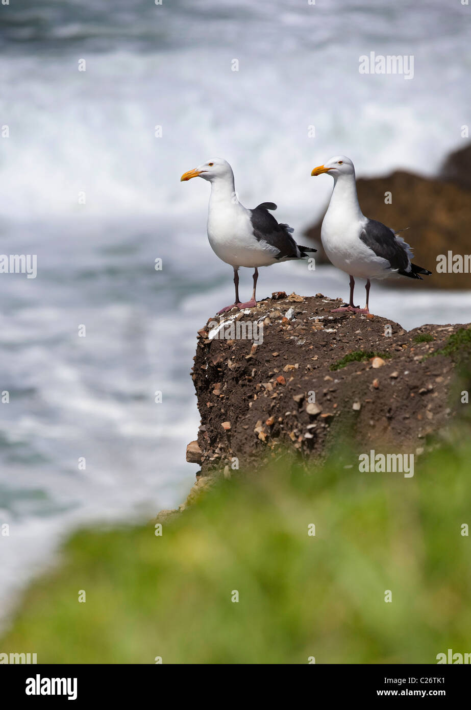 Two California Gulls (Larus californicus) resting on shoreline cliff ...