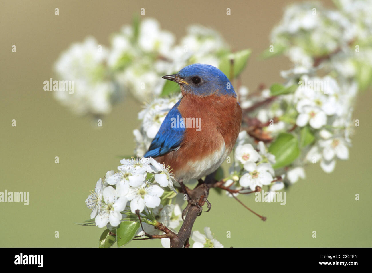 Birds in pear flowers hi-res stock photography and images - Alamy