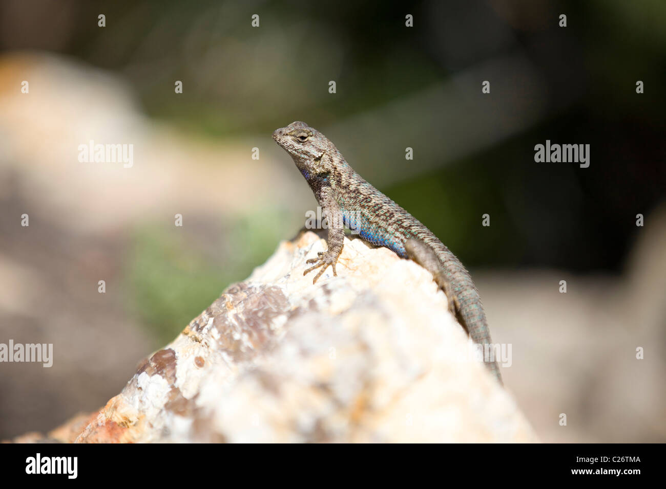 California Western Fence Lizard standing on rock Stock Photo - Alamy