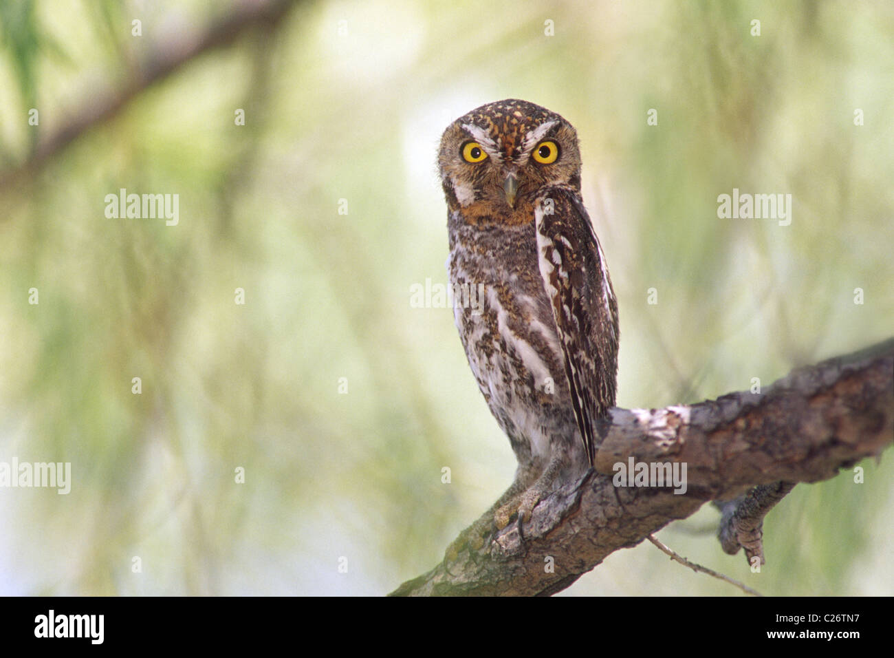 Elf owl hi-res stock photography and images - Alamy