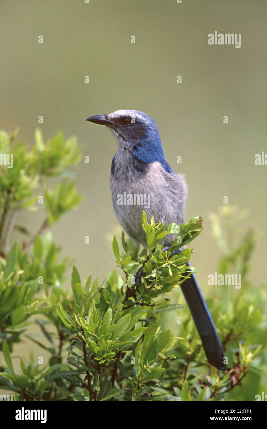 North american scrub jays hi-res stock photography and images - Alamy