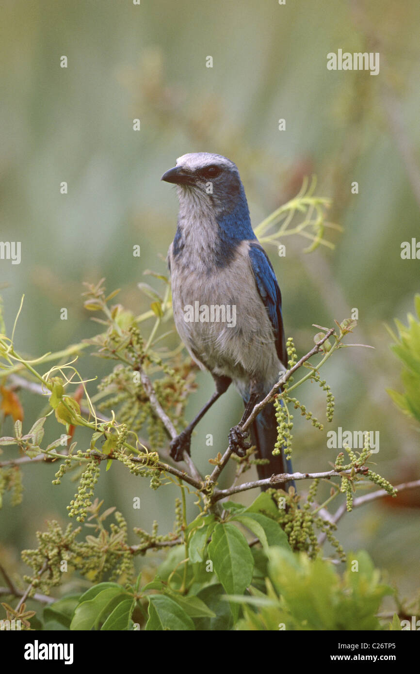 Florida Scrub Jay Stock Photo - Alamy