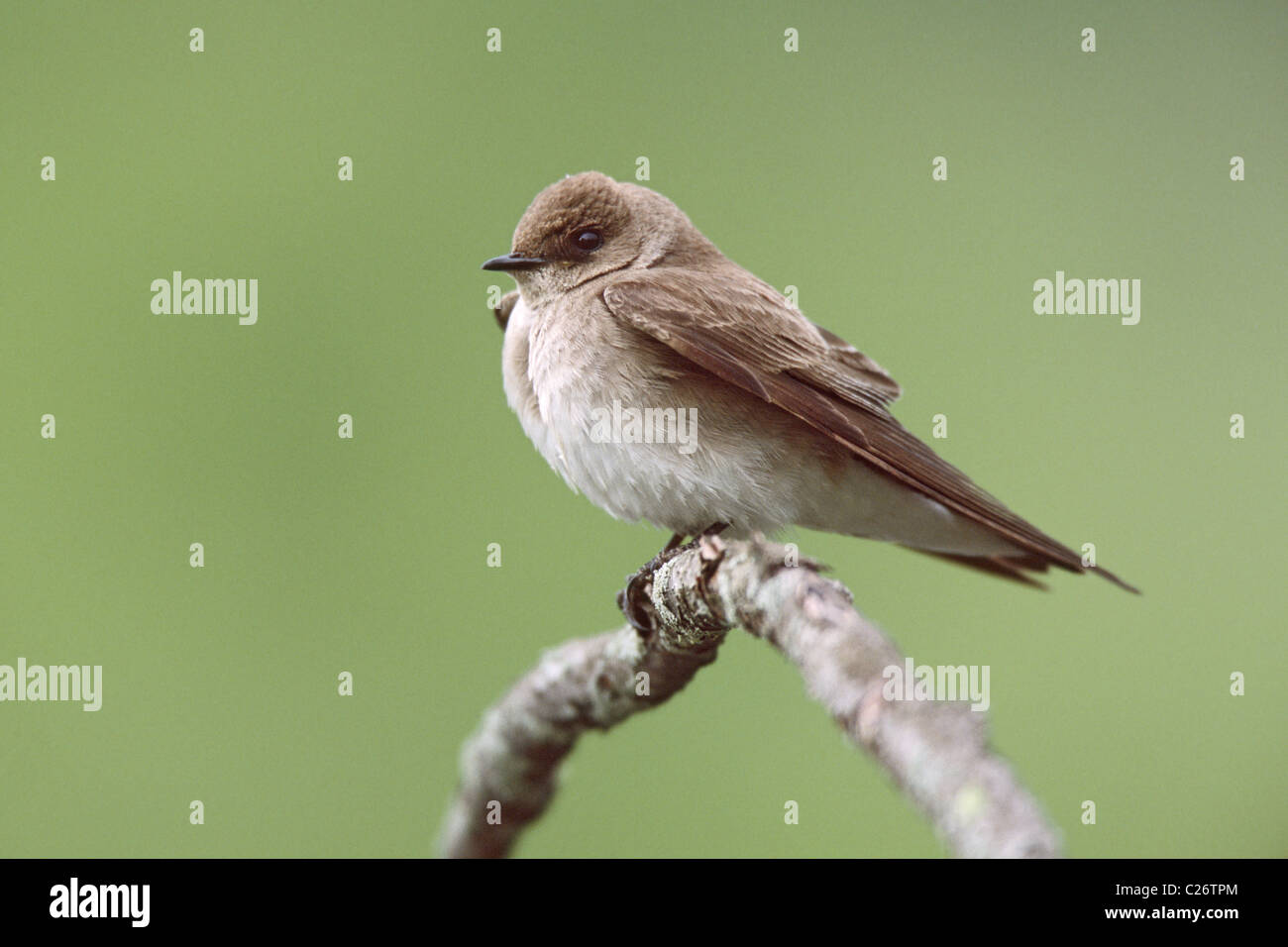 Northern Rough-winged Swallow Stock Photo - Alamy