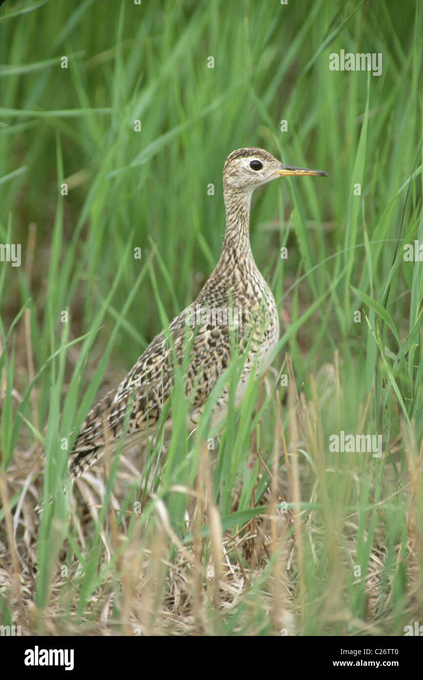 Sandpiper bird hi-res stock photography and images - Alamy