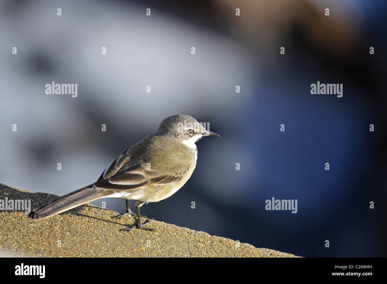 Cape Wagtail, (Motacilla capensis) sitting on the promenade at Seapoint ...