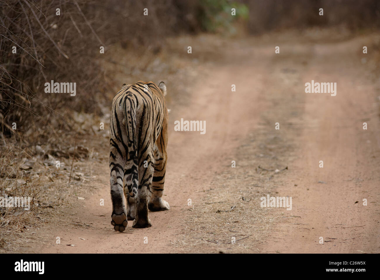 Tiger chase not hunting not hunt hi-res stock photography and images ...
