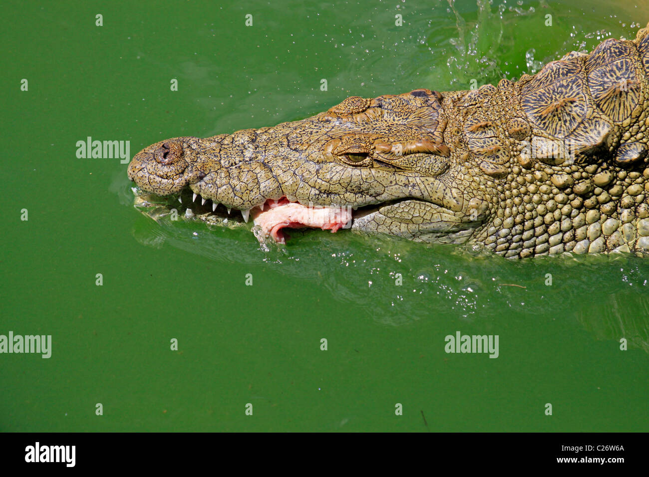 Nile crocodile being fed chicken at Le Bonheur Crocodile Farm near ...