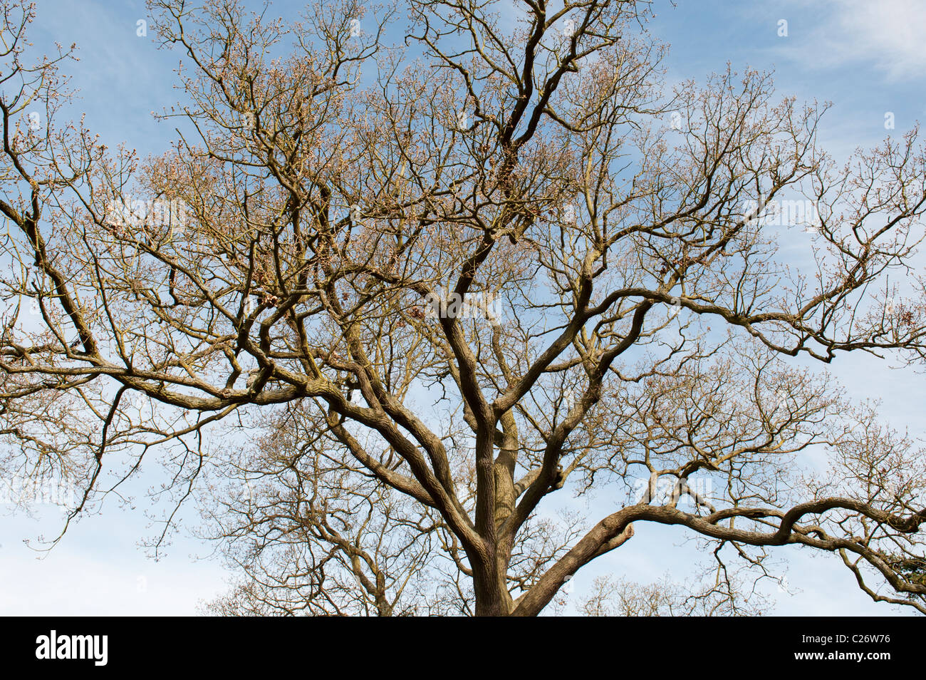 Plant oak oak tree and clouds hi-res stock photography and images - Alamy
