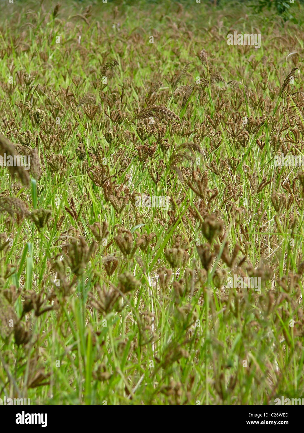 Field of Finger Millet Stock Photo - Alamy