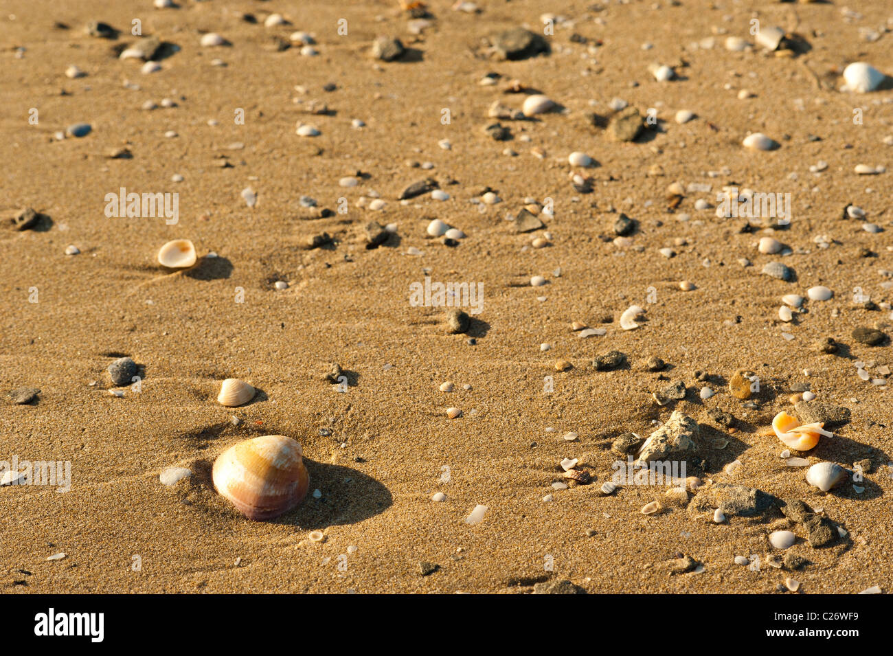 Beach sand background with assorted shells washed ashore Stock Photo ...