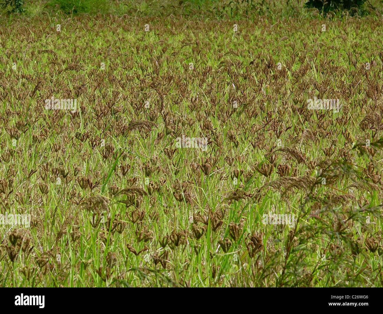 Finger millet hi-res stock photography and images - Alamy